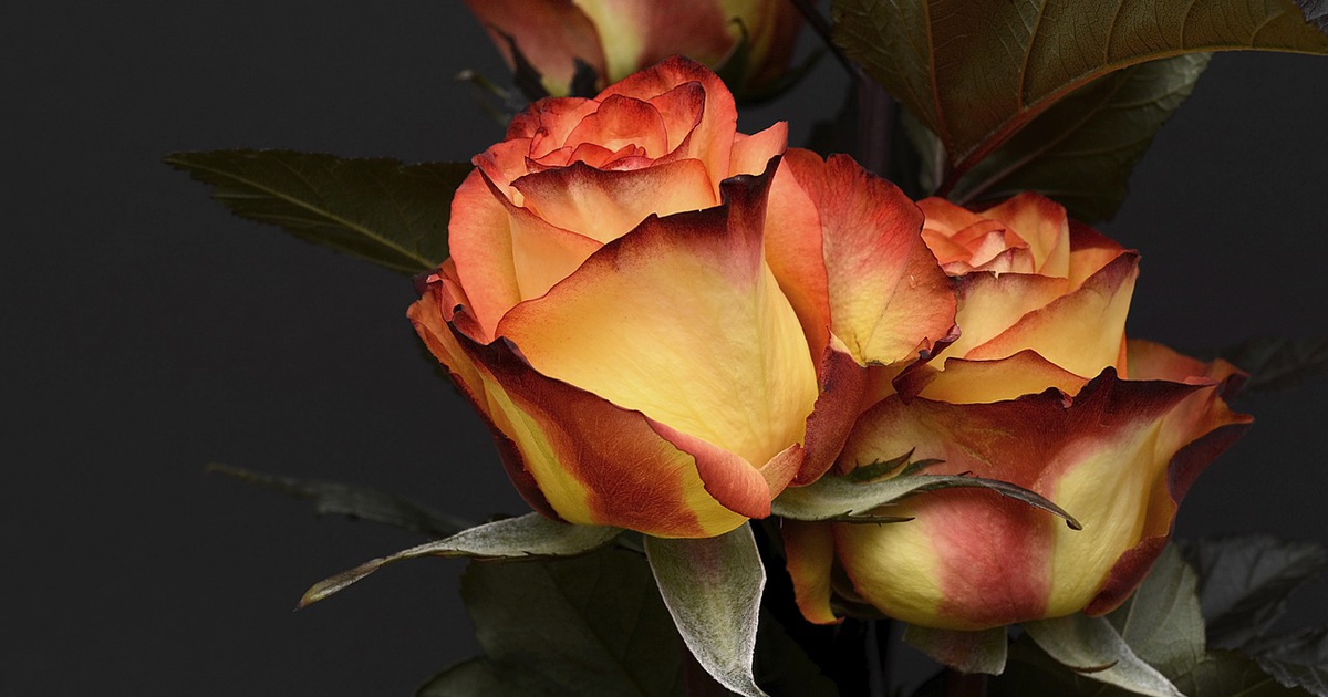 The Most Expensive Flowers in the World: Three Varieties You Should ...